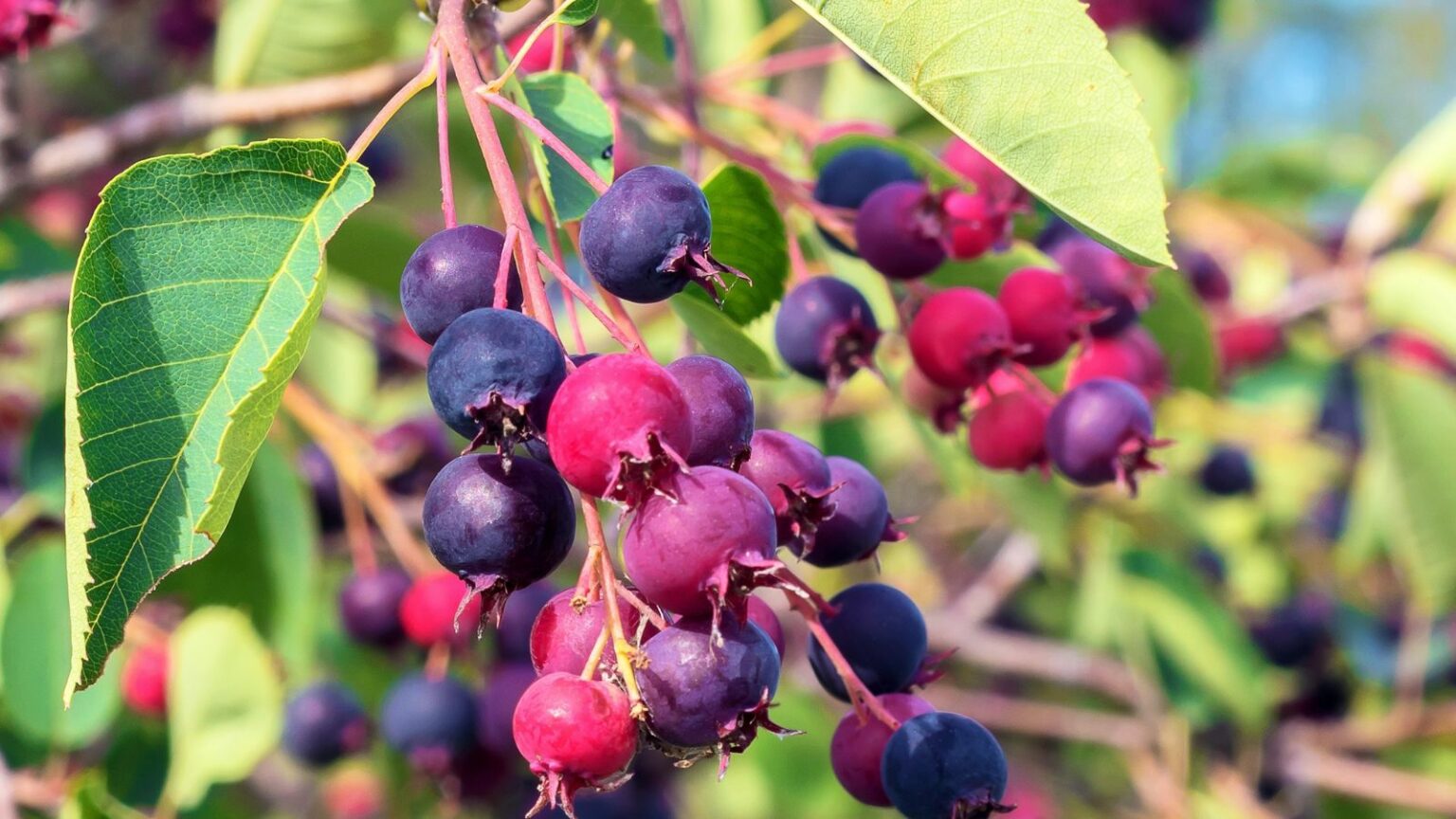 18 Canadian Foods So Delicious You'll Wonder Why We Ever Imported ...